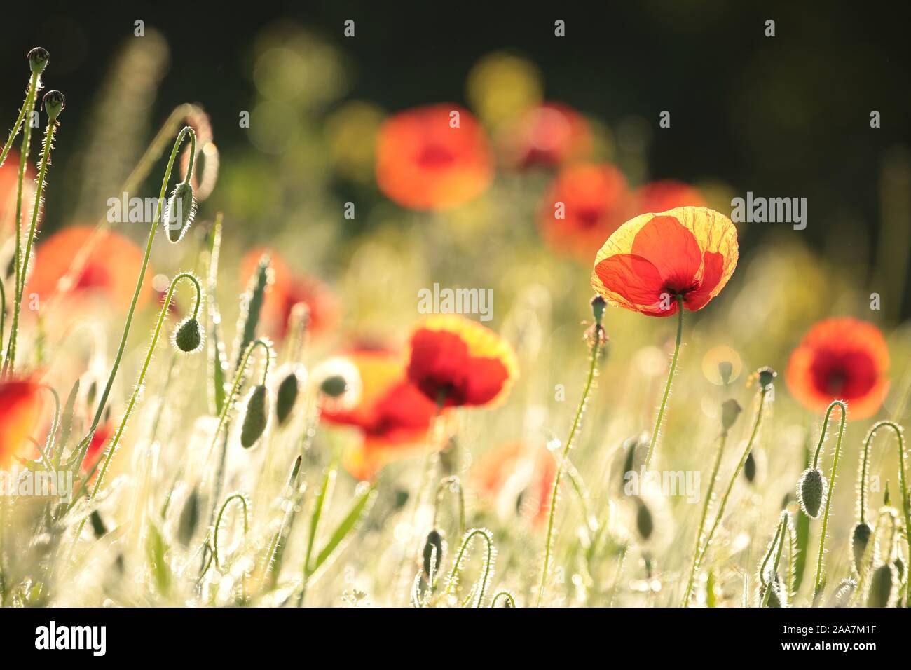 Poppies in the field at dawn Stock Photo - Alamy