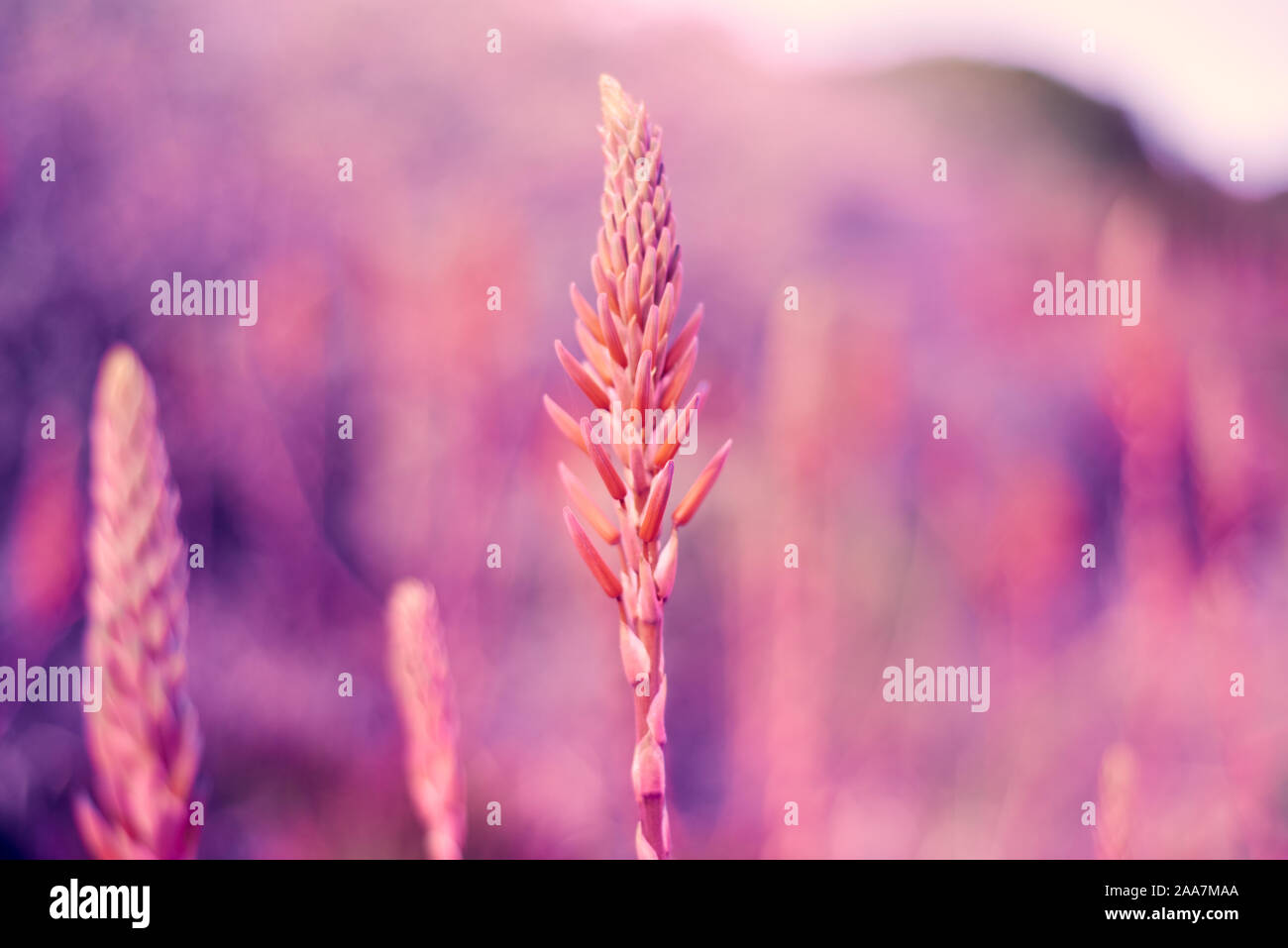 beautiful floral background purple lilac soft colors concept ...
