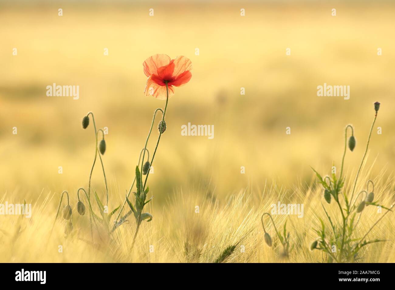 Poppy in the field at dawn Stock Photo - Alamy