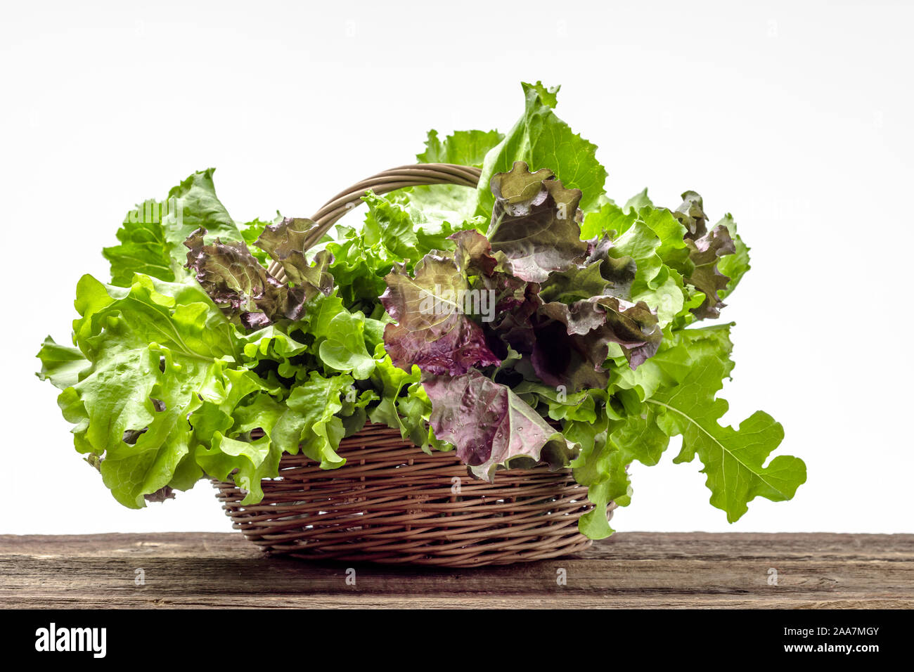 Colorful lettuce leaves - oak lettuce. Organic salad on white ...