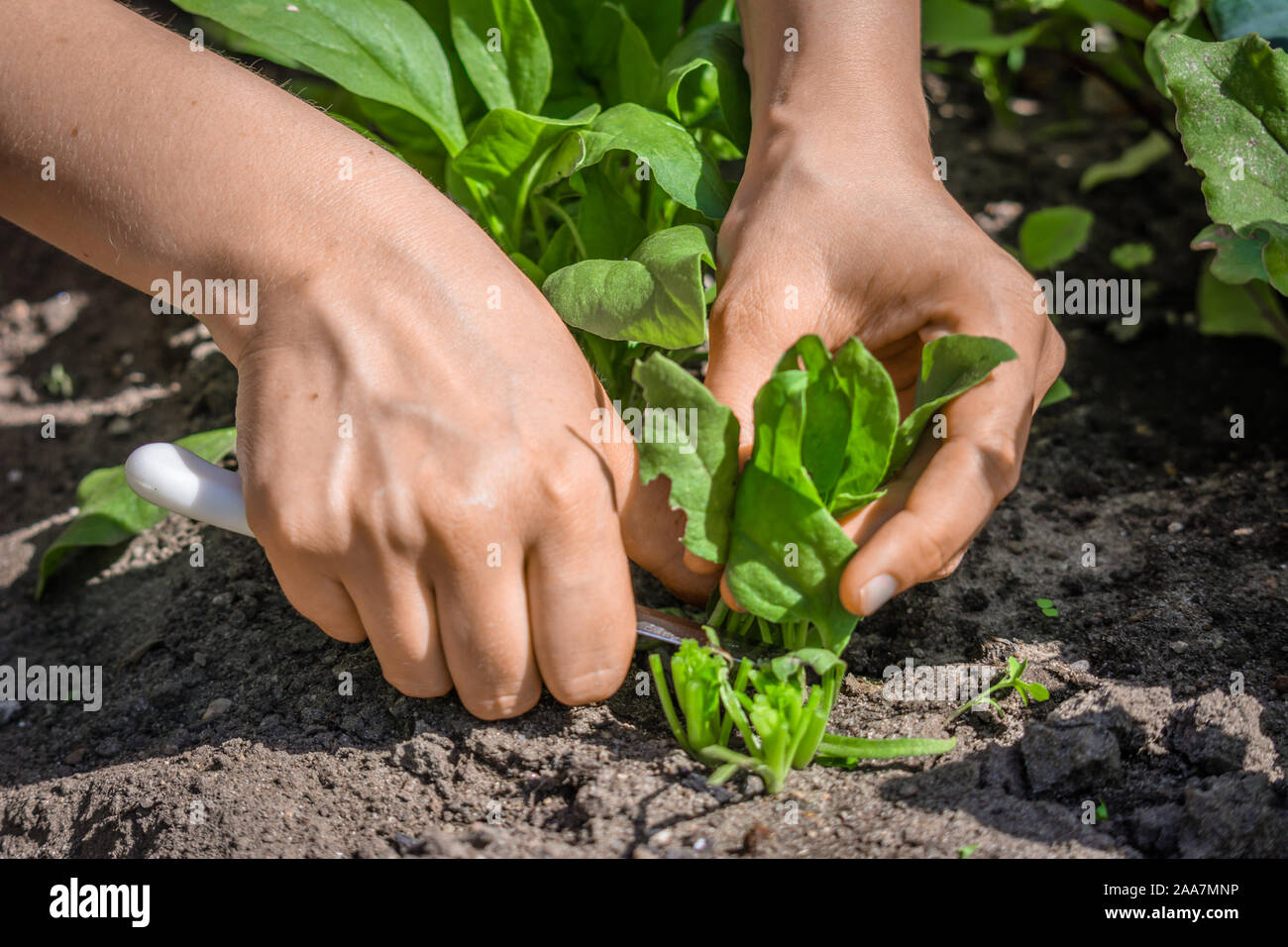 Bio spinach farm field hi-res stock photography and images - Alamy