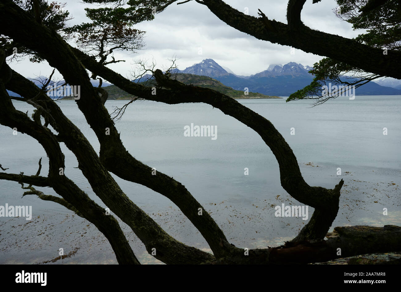 Wind bent trees along Beagle Canal, Tierra del Fuego National Park ...