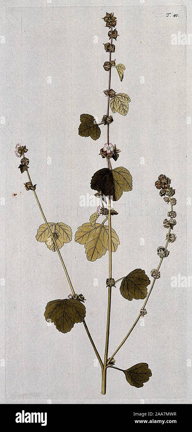 Curled flower branch hi-res stock photography and images - Alamy