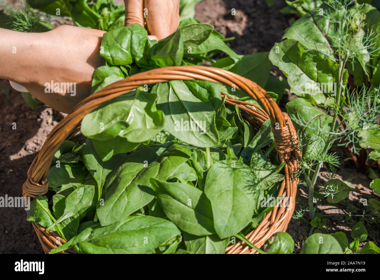 Bio spinach harvest. Farmer picking leafy vegetable, farm fresh produce ... Bio spinach harvest. Farmer picking leafy vegetable, farm fresh produce ...