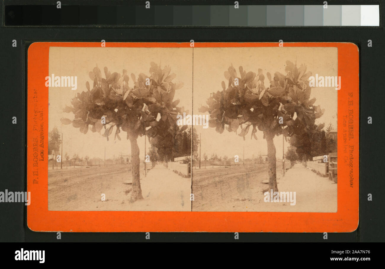 Branching cactus hi-res stock photography and images - Alamy