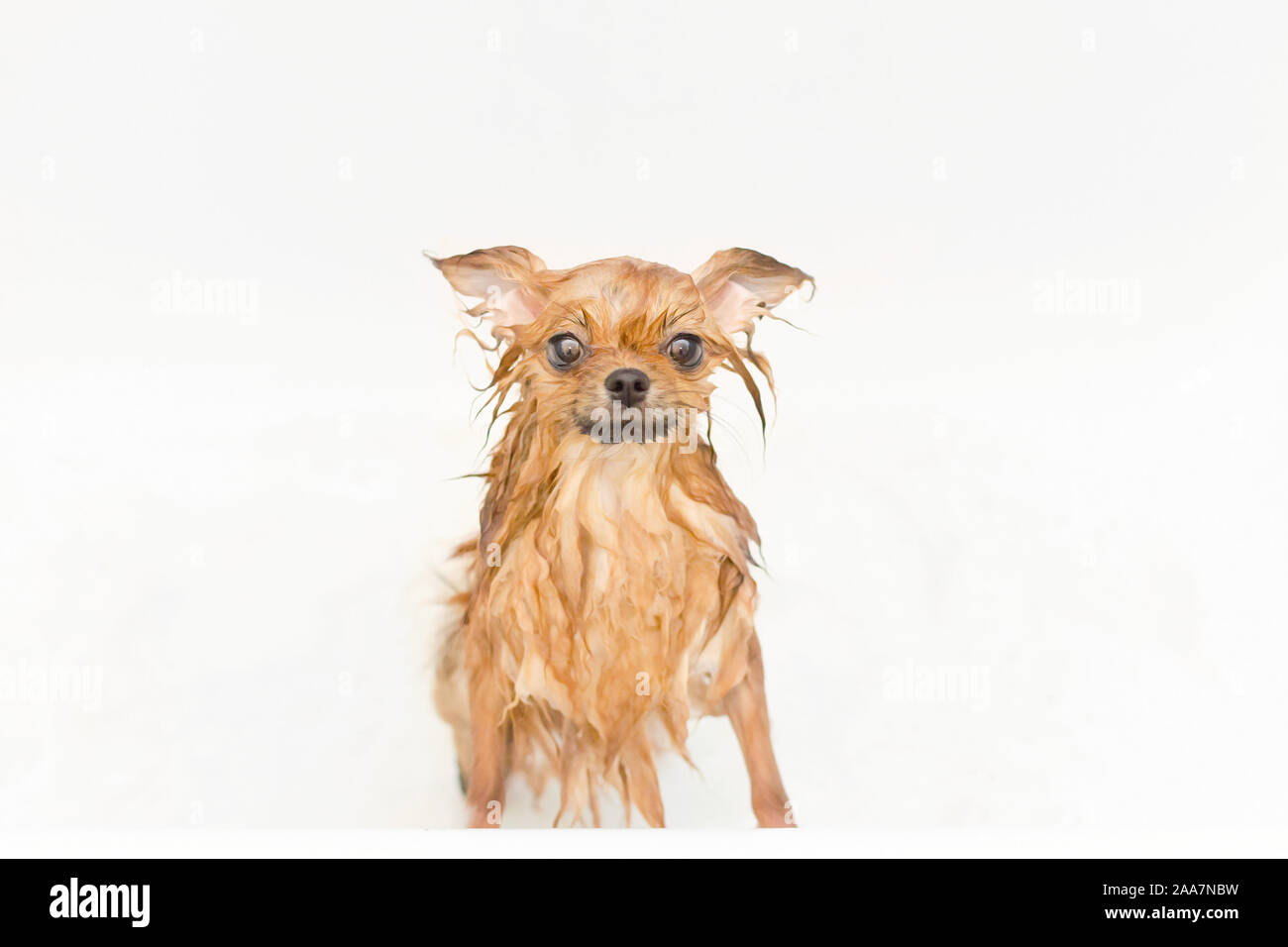 small dog pomeranian puppy taking a bath Stock Photo - Alamy