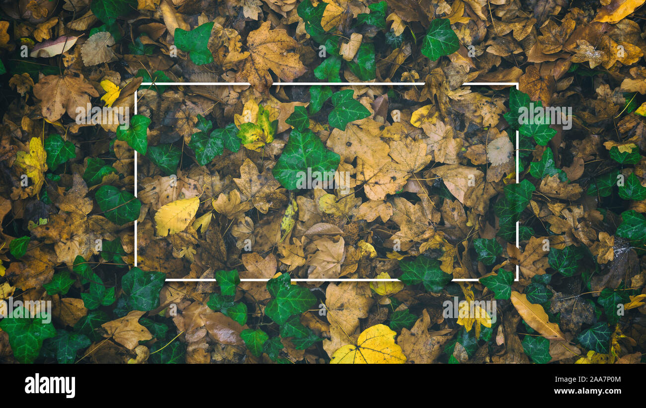 Top view of colorful autumn leaves fall background frame Stock Photo ...