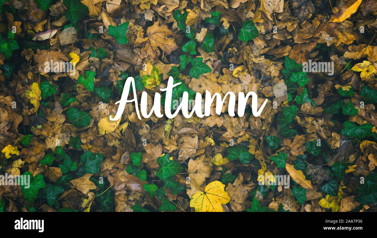 Top view of colorful autumn leaves fall background frame Stock Photo ...