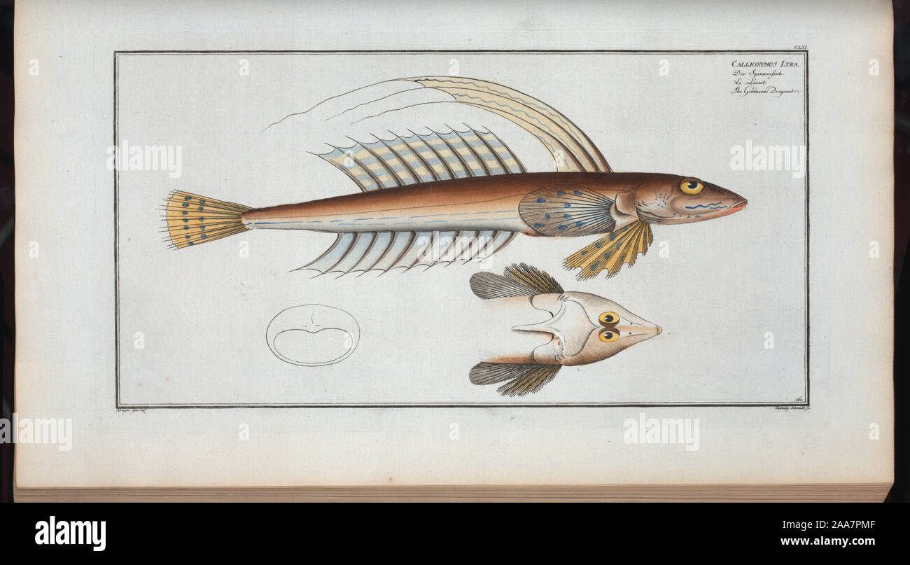 Dragonet callionymus lyra hi-res stock photography and images - Alamy