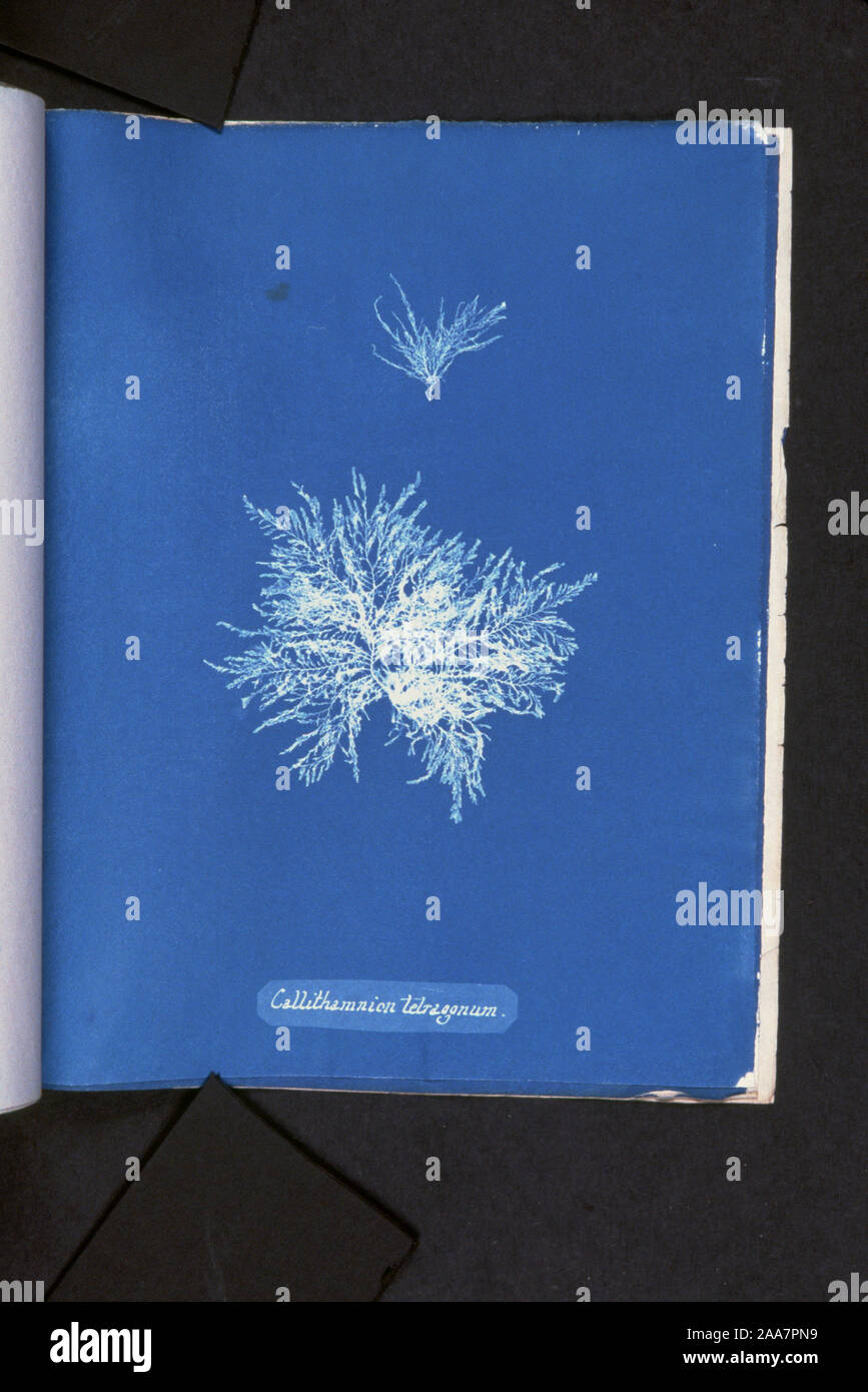 Callithamnion tetragonum.; Callithamnion tetragonum Stock Photo - Alamy