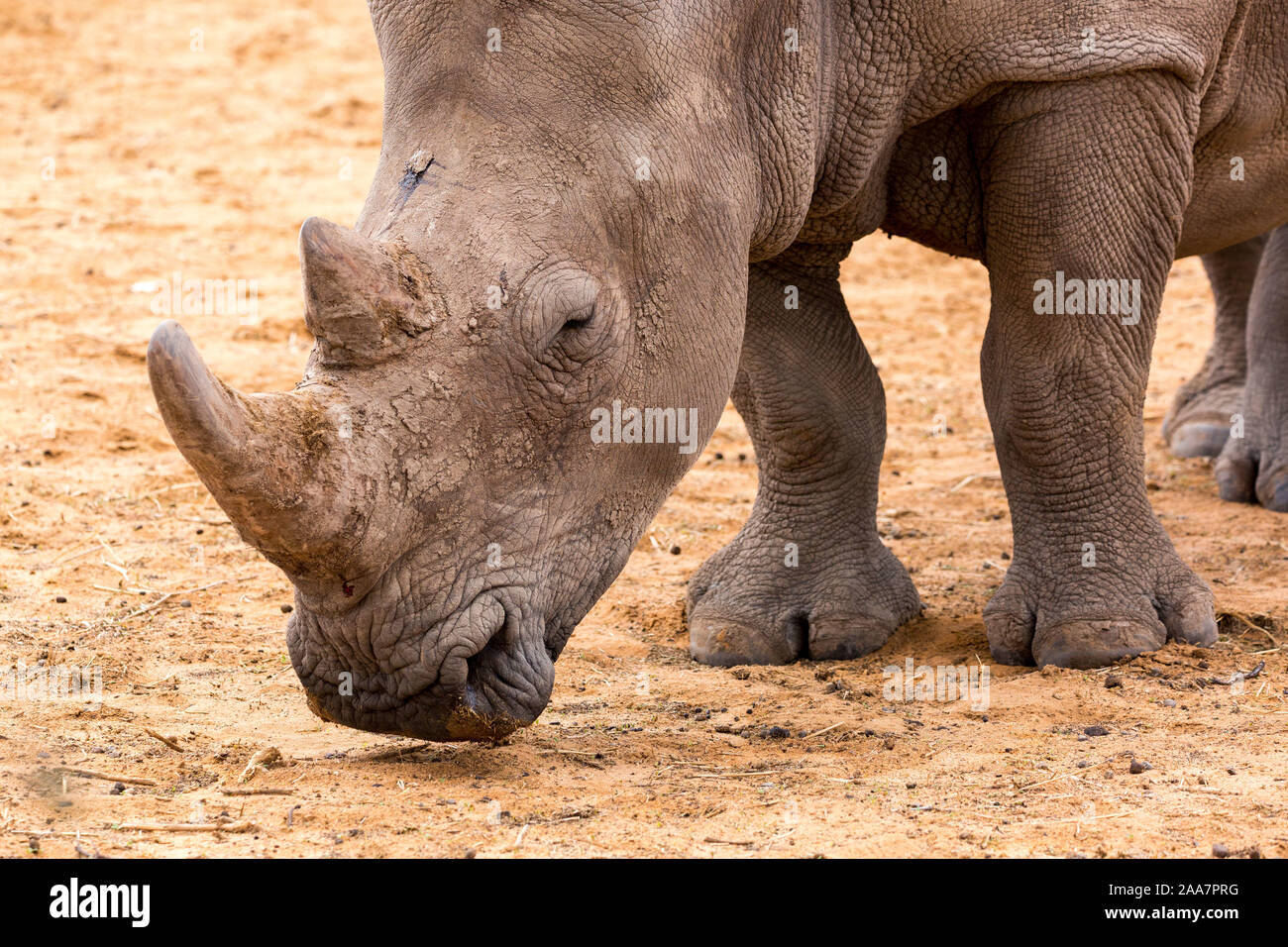 Rhino feet up close hi-res stock photography and images - Alamy