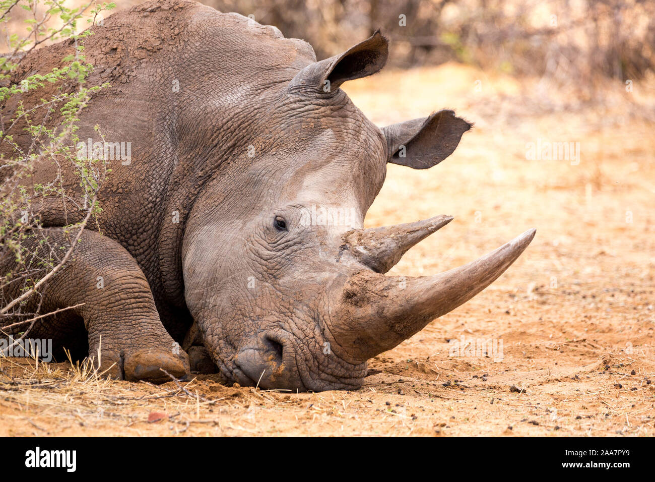 Rhino and bull hi-res stock photography and images - Alamy