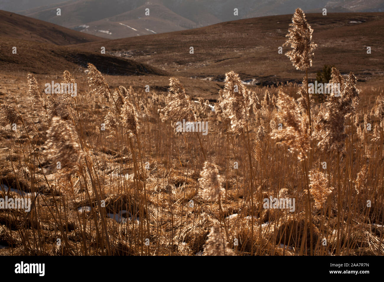 Beautiful golden mountain grass Stock Photo - Alamy