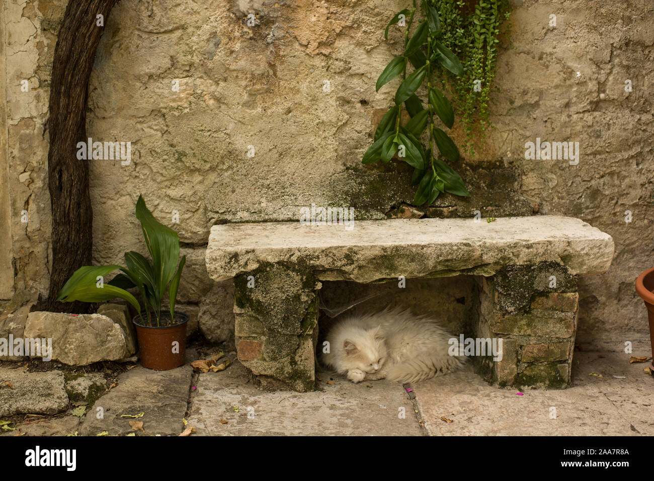 Cat under wooden bench hi-res stock photography and images - Alamy
