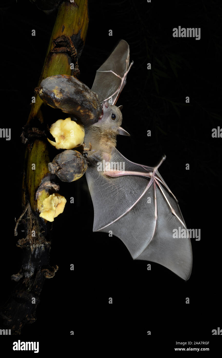Short-nosed Indian fruit bat (Cynopterus sphinx), or greater short ...