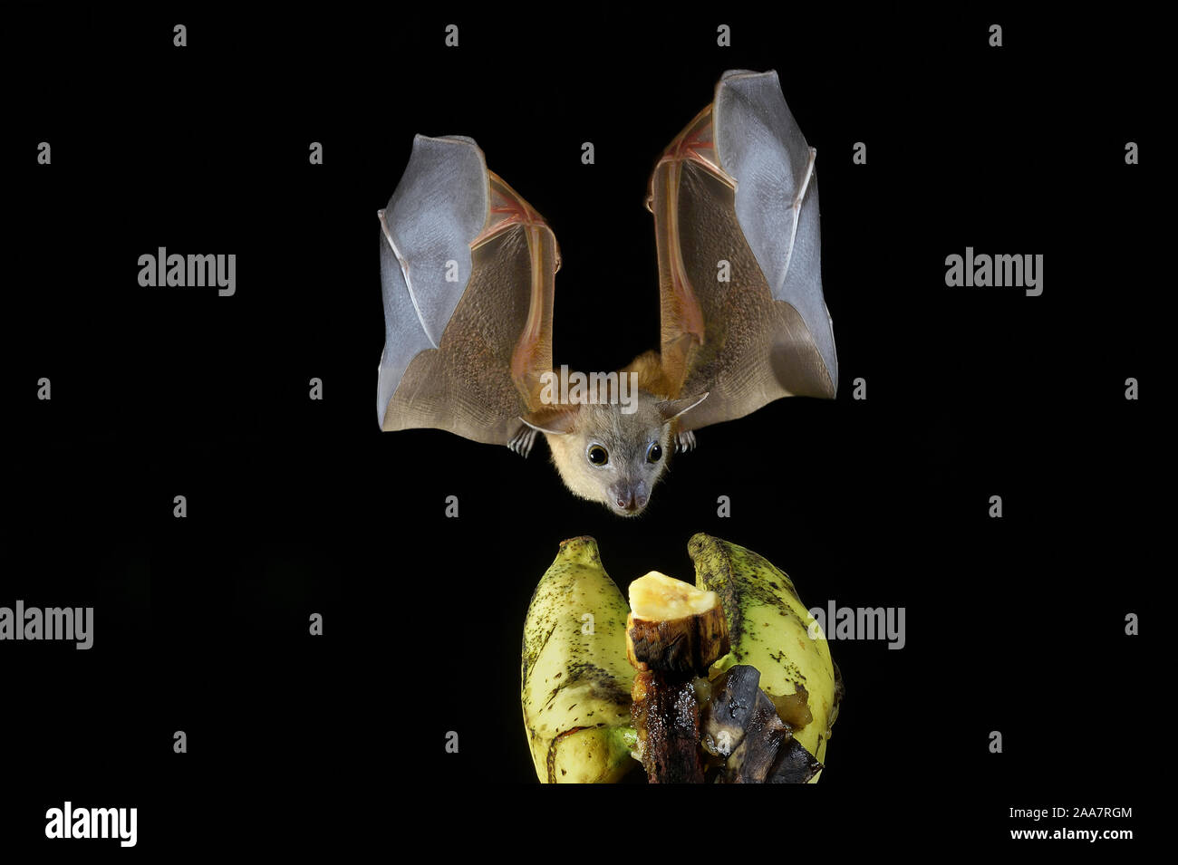 Short-nosed Indian fruit bat (Cynopterus sphinx), or greater short ...