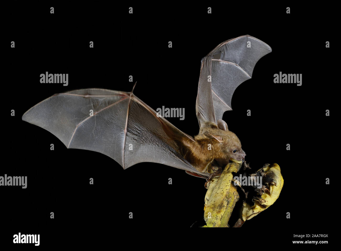 Short-nosed Indian fruit bat (Cynopterus sphinx), or greater short ...
