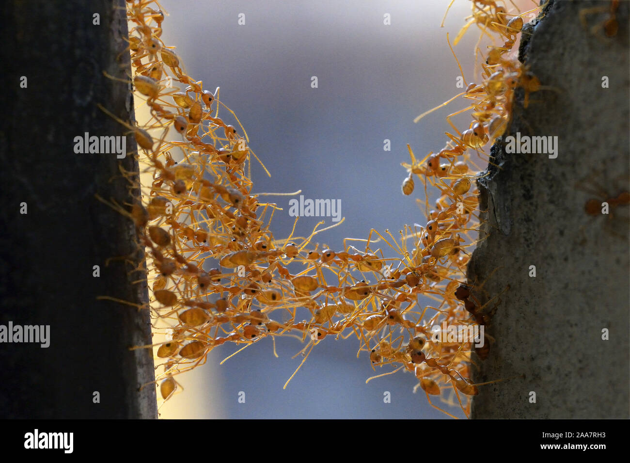 Asian Weaver Ant High Resolution Stock Photography and Images - Alamy