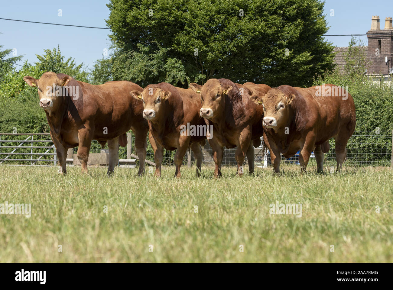 Limousin bulls hi-res stock photography and images - Alamy