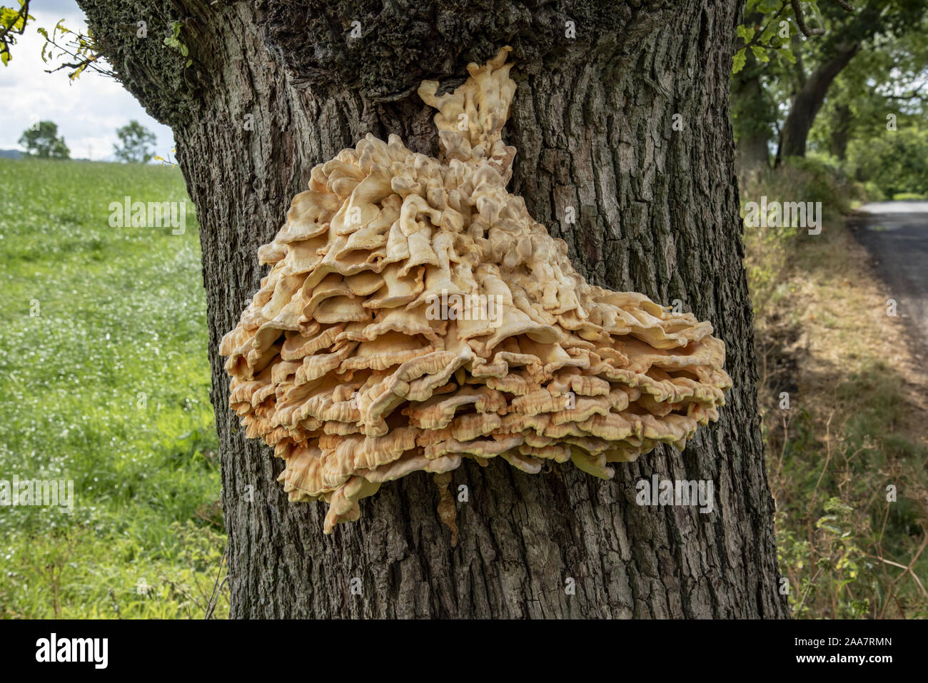 Yellow bracket hi-res stock photography and images - Alamy
