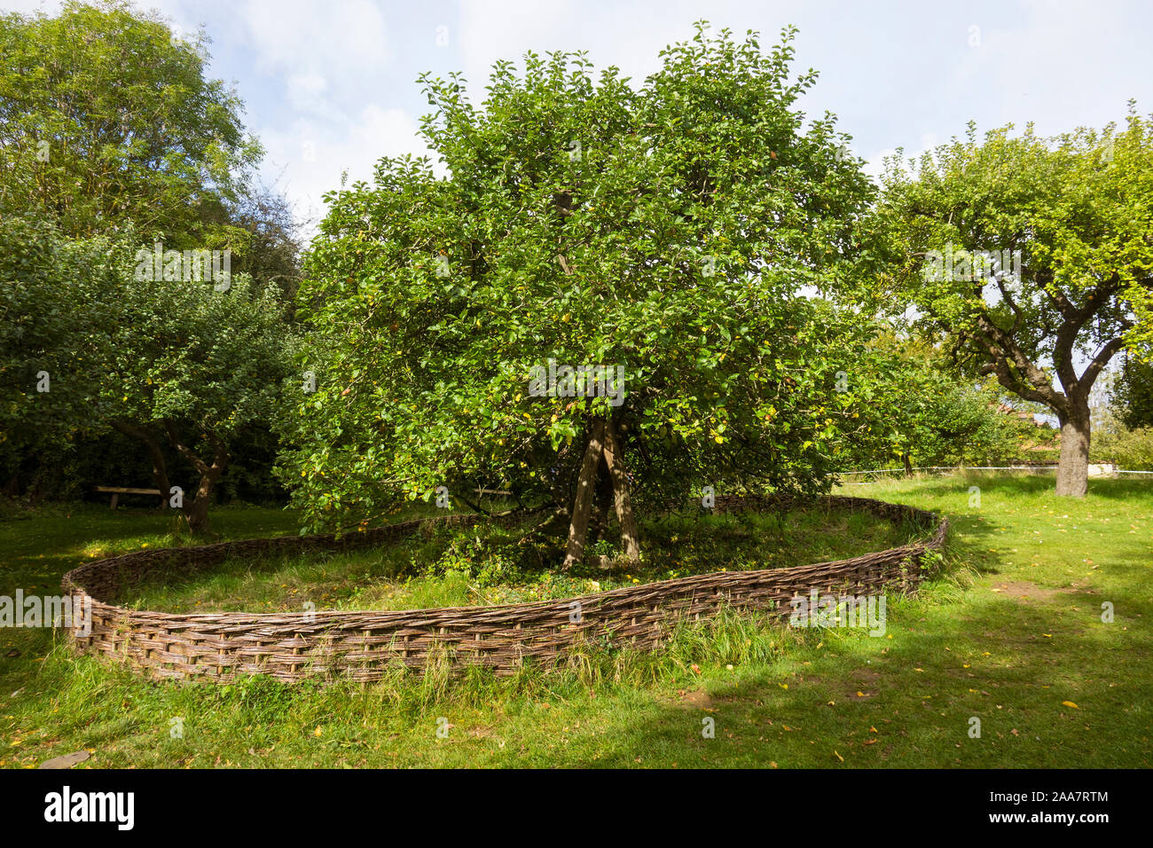 Tree woolsthorpe manor hi-res stock photography and images - Alamy