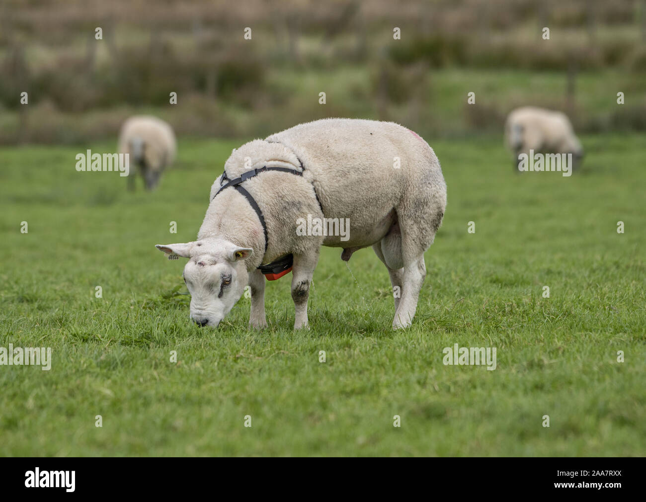 Ram with raddle , Bleasedale, Preston, Lancashire Stock Photo - Alamy