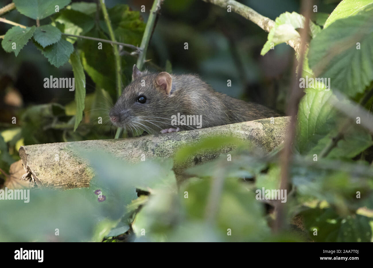 A Common rat, Rattus norvegicus, in undergrowth, Leighton Moss ...