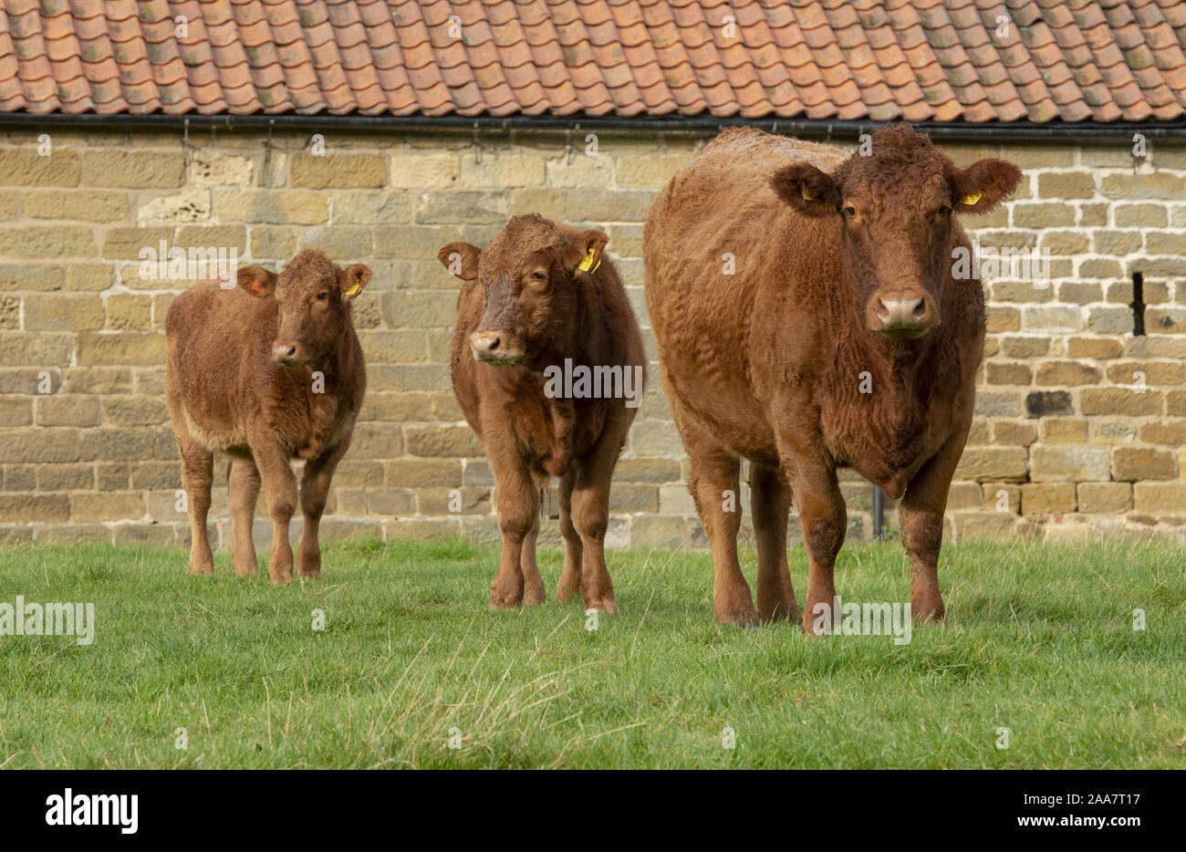 South Devon cow and calves, Yorkshire Stock Photo - Alamy