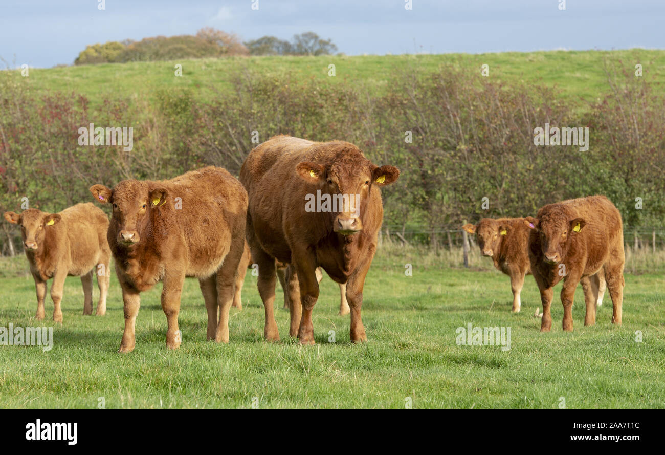 South Devon cows and calves, Yorkshire Stock Photo - Alamy