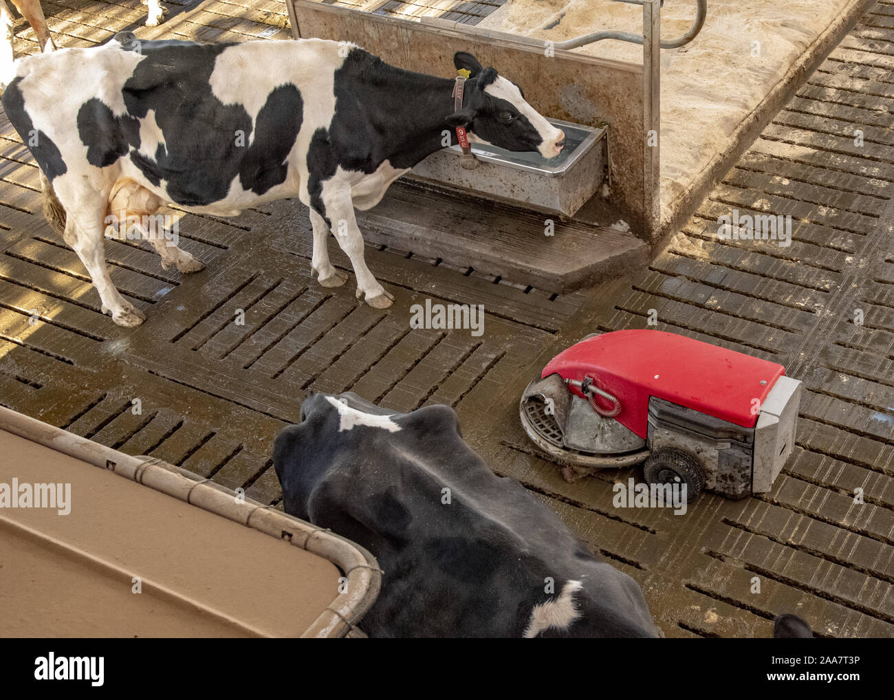 Robot scraper in a cubicle house, Gloucestershire Stock Photo - Alamy