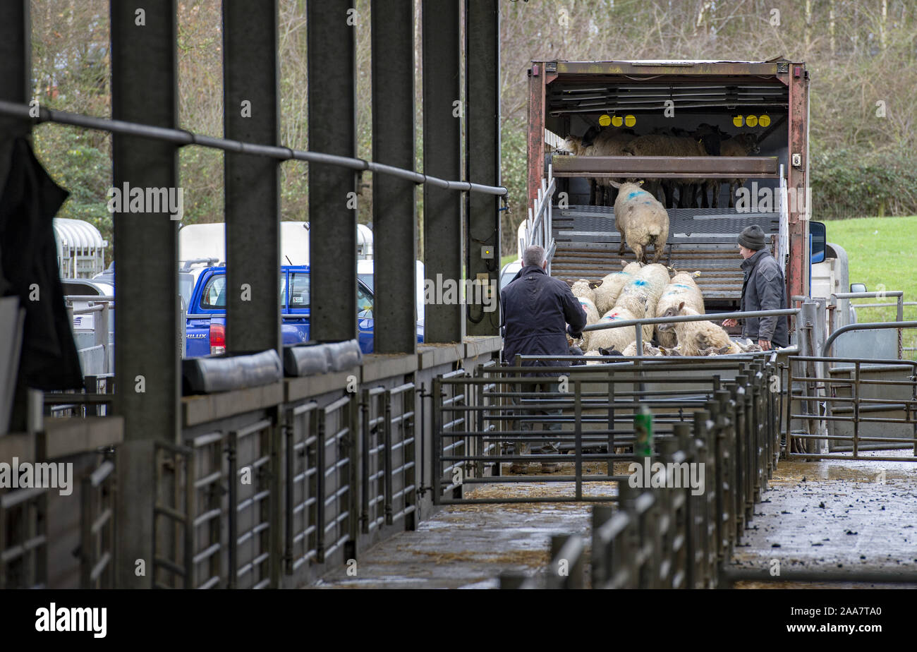 Loading sheep hi-res stock photography and images - Alamy