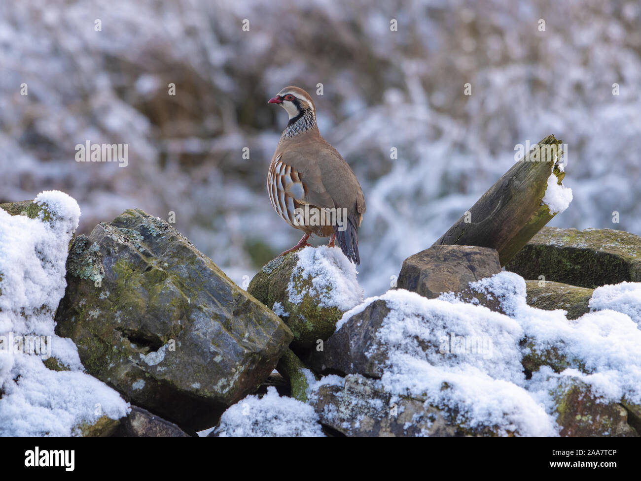 Red-legged partridge on a stone wall in the snow, Whitewell, Clitheroe ...