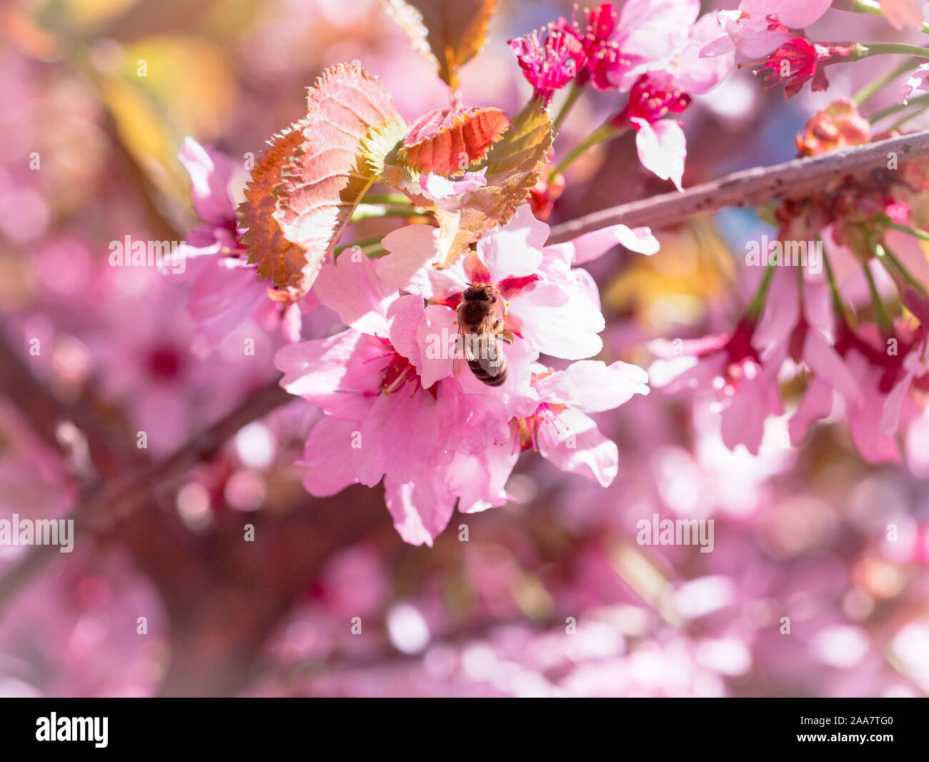 Insect bee flew branch hi-res stock photography and images - Alamy