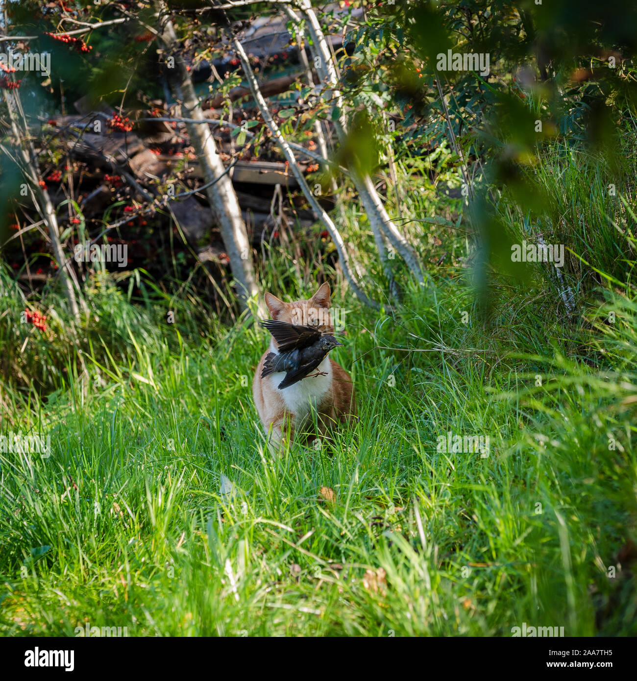Dead Ginger Cat High Resolution Stock Photography and Images - Alamy