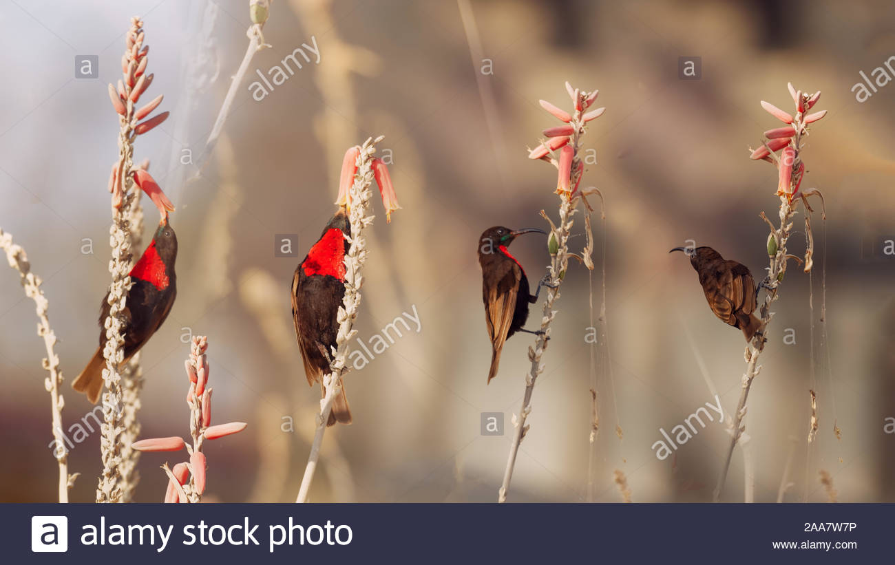Nectar Feeding Bird High Resolution Stock Photography and Images - Alamy