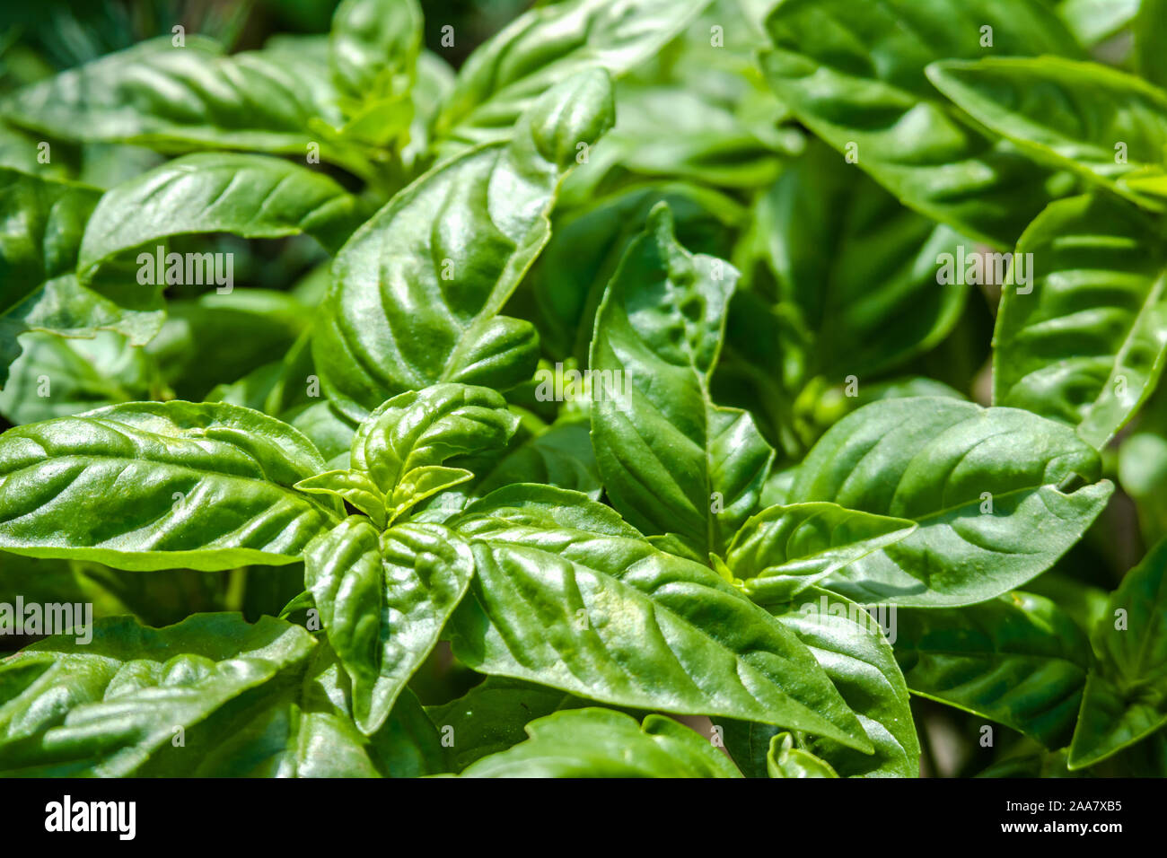Green fresh basil leaves. Basil, background Stock Photo - Alamy