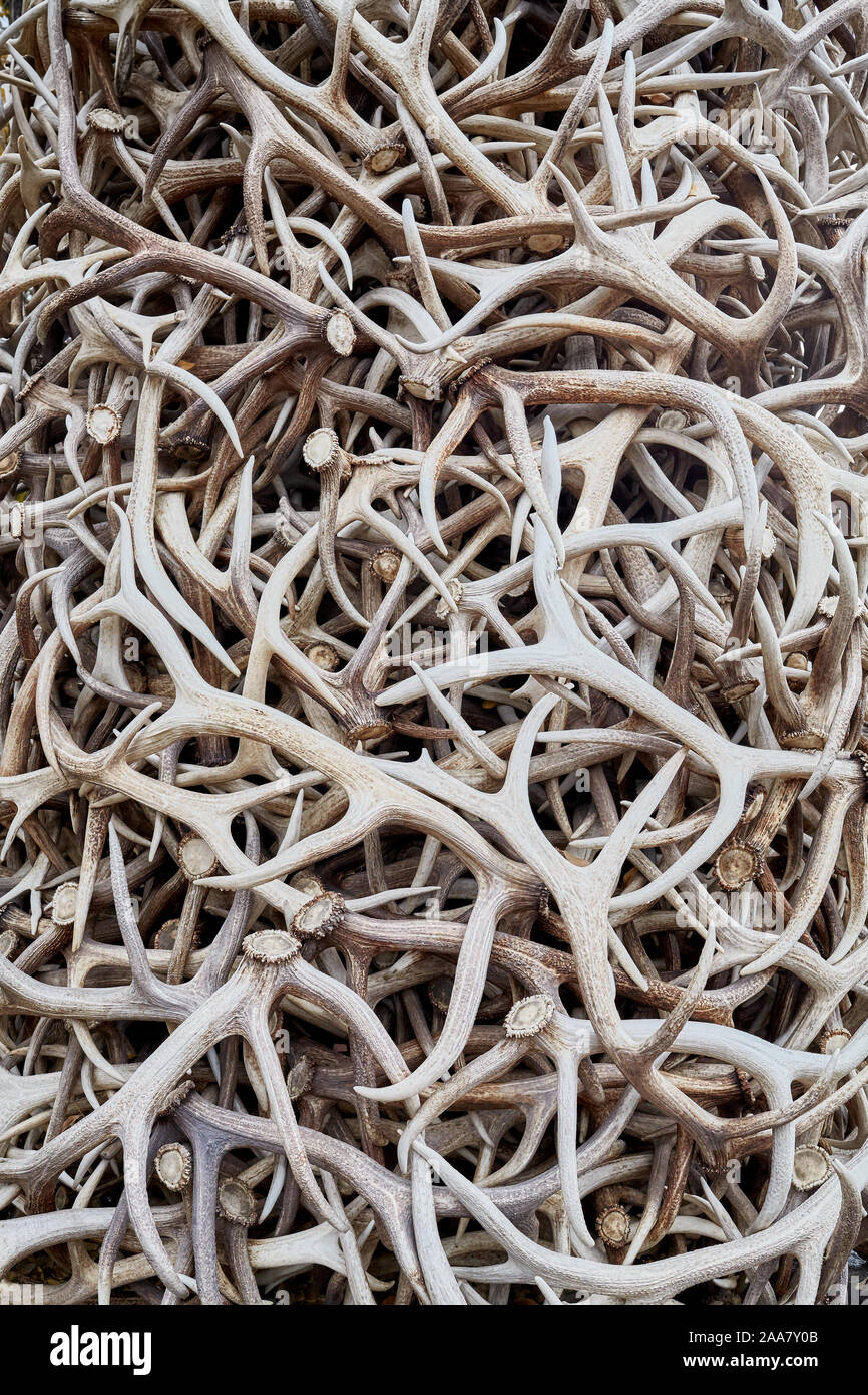 Dead deer pile hi-res stock photography and images - Alamy