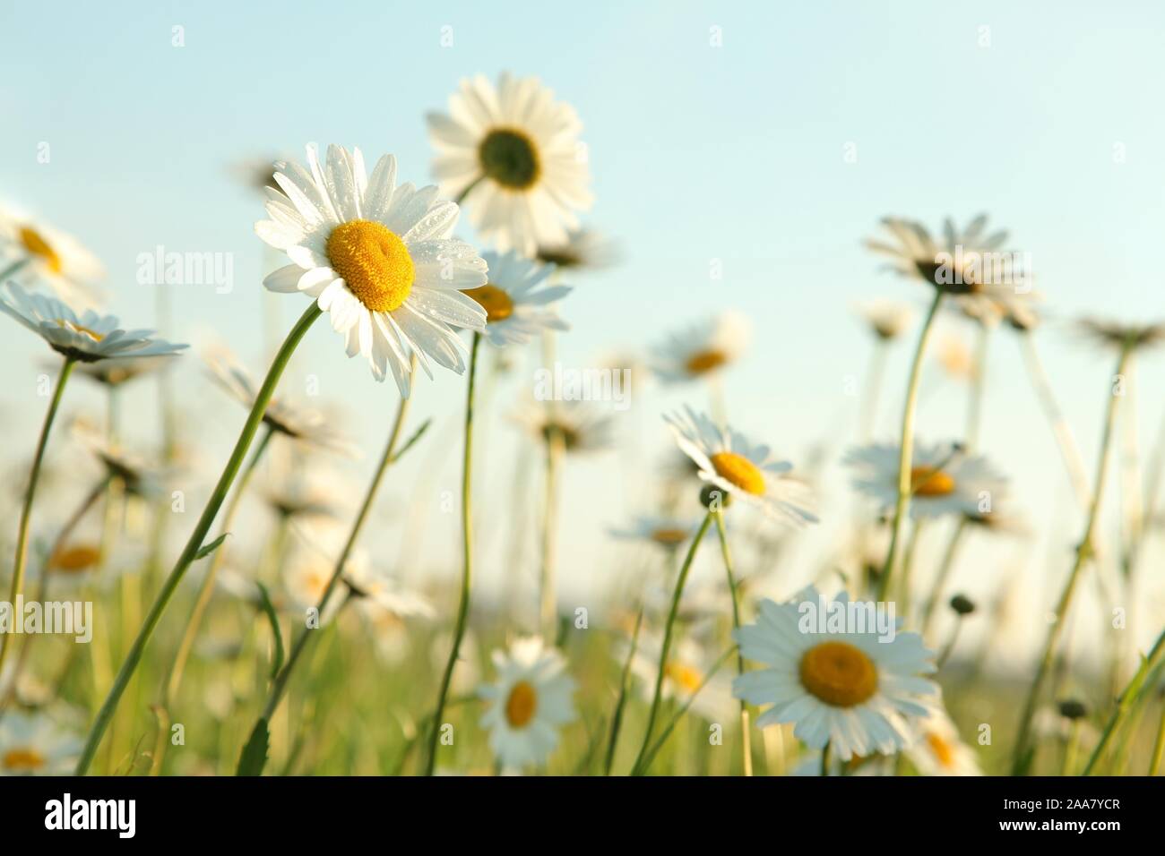 Daisies in the morning light hi-res stock photography and images - Alamy