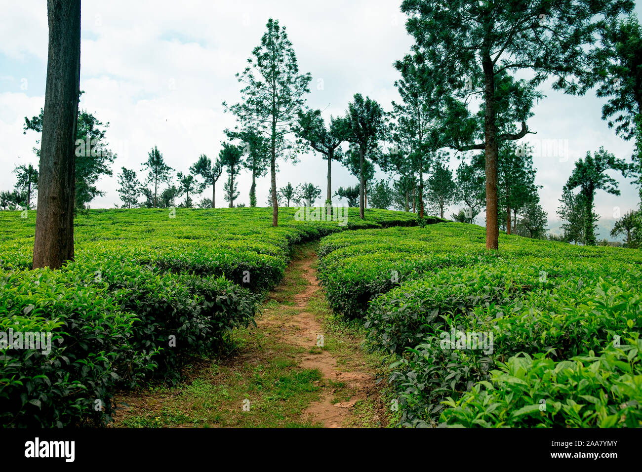Monsoon india farm hi-res stock photography and images - Alamy
