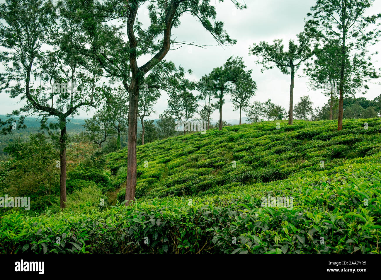 Monsoon india farm hi-res stock photography and images - Alamy