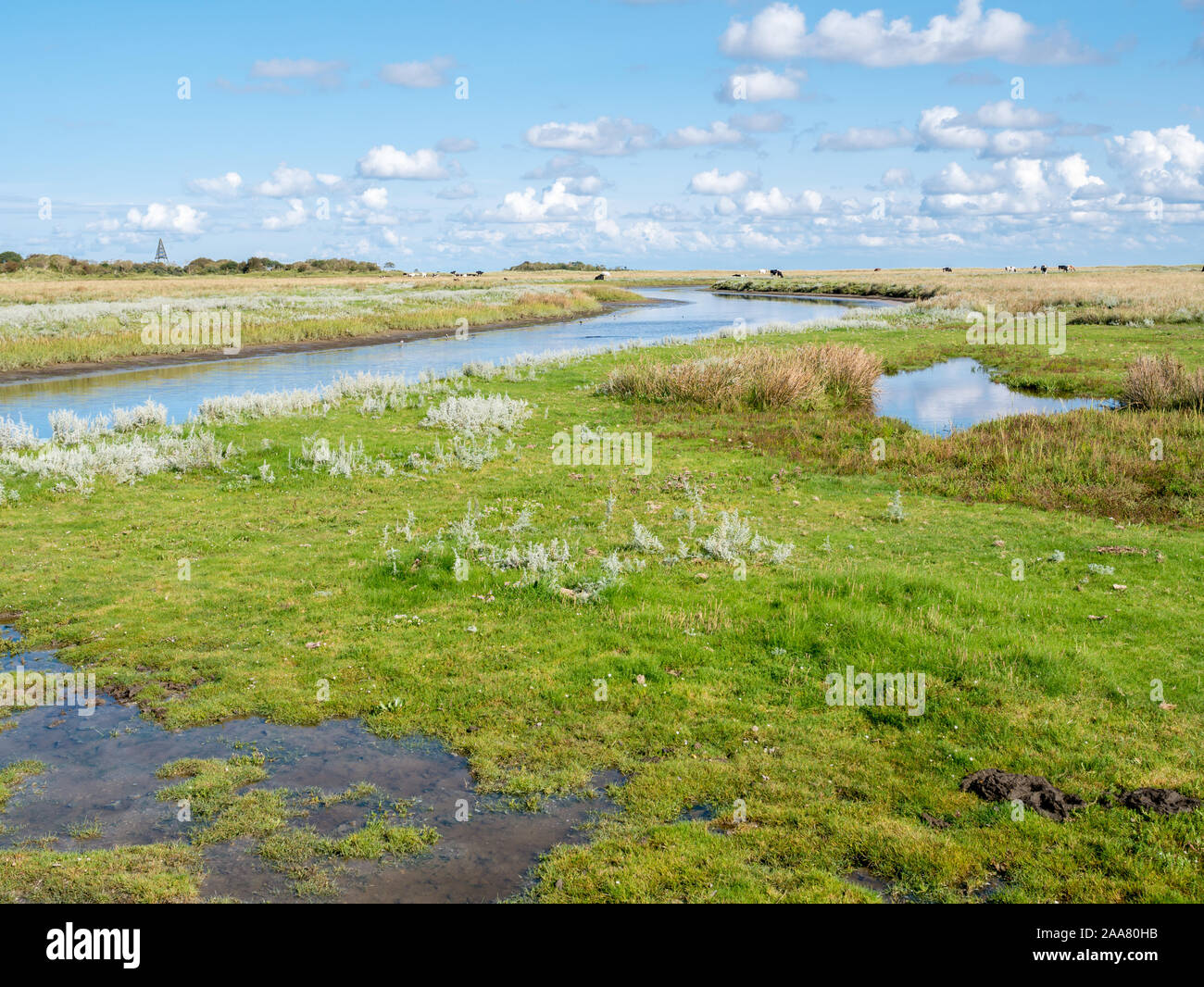 Canal and grazing cows in salt marsh near Kobbeduinen on Frisian island ...