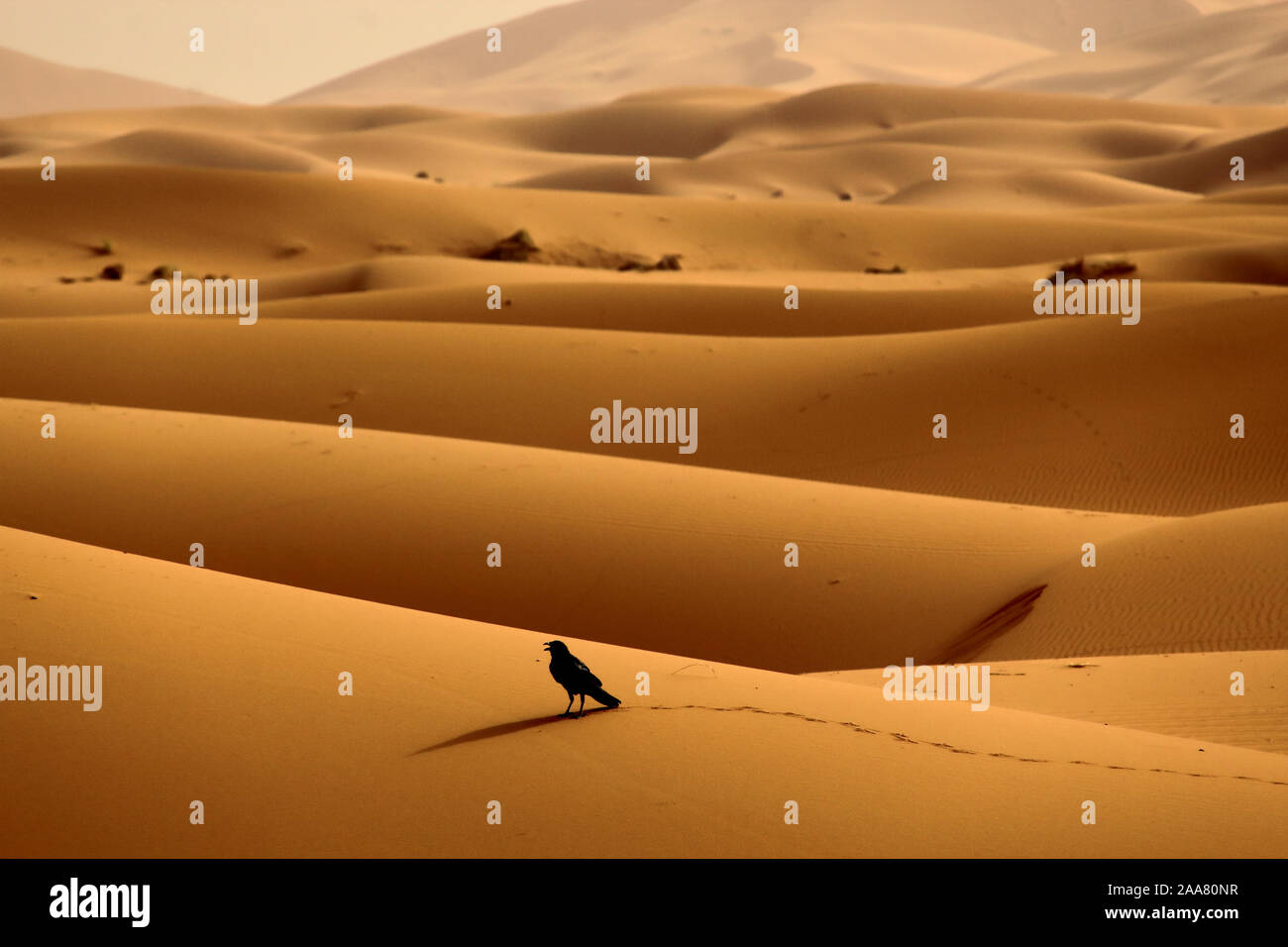 A desertic crow at the sahara desert in Morocco Stock Photo - Alamy