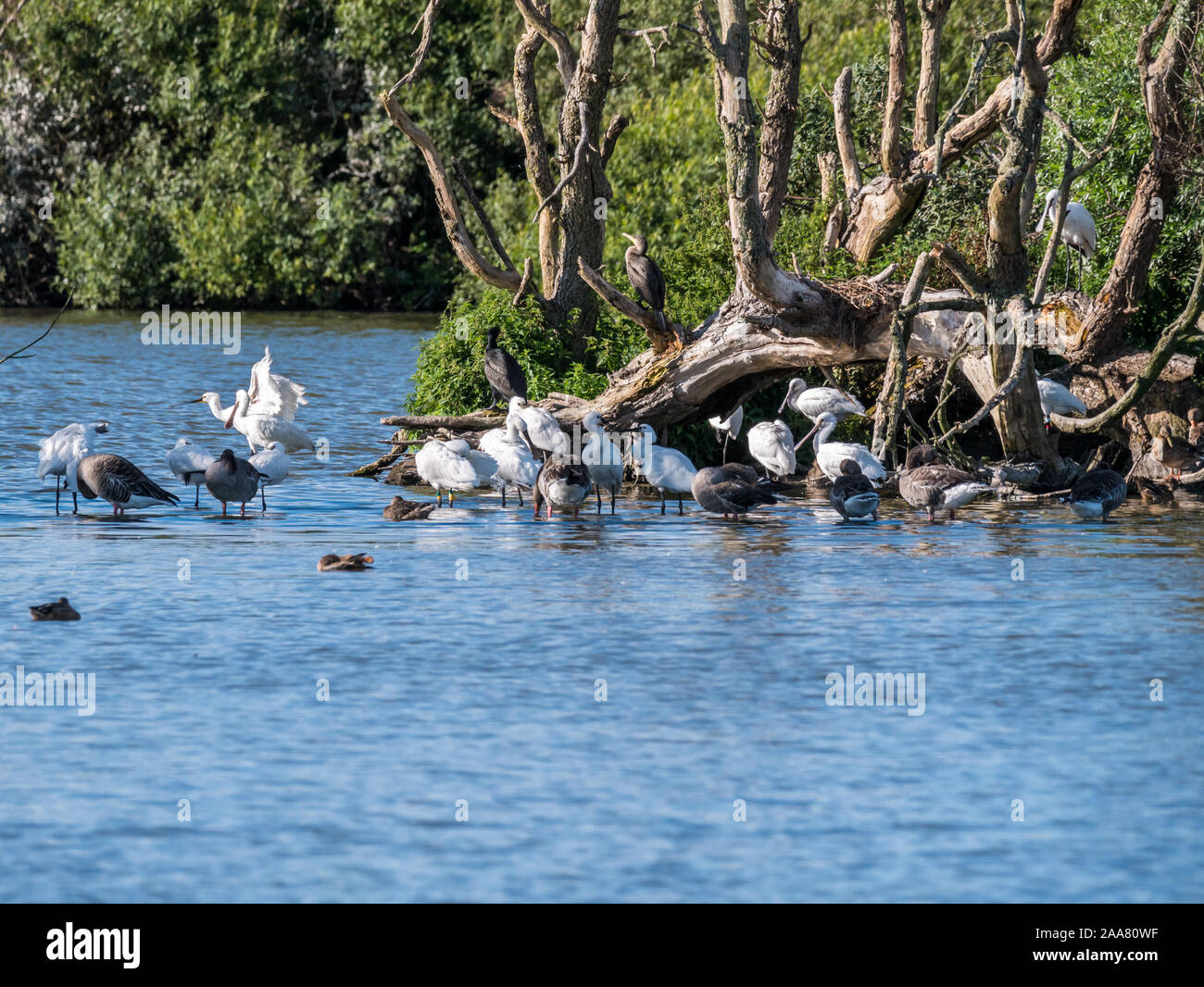 Spoonbills, geese and ducks in Westerplas lake on Frisian island ...