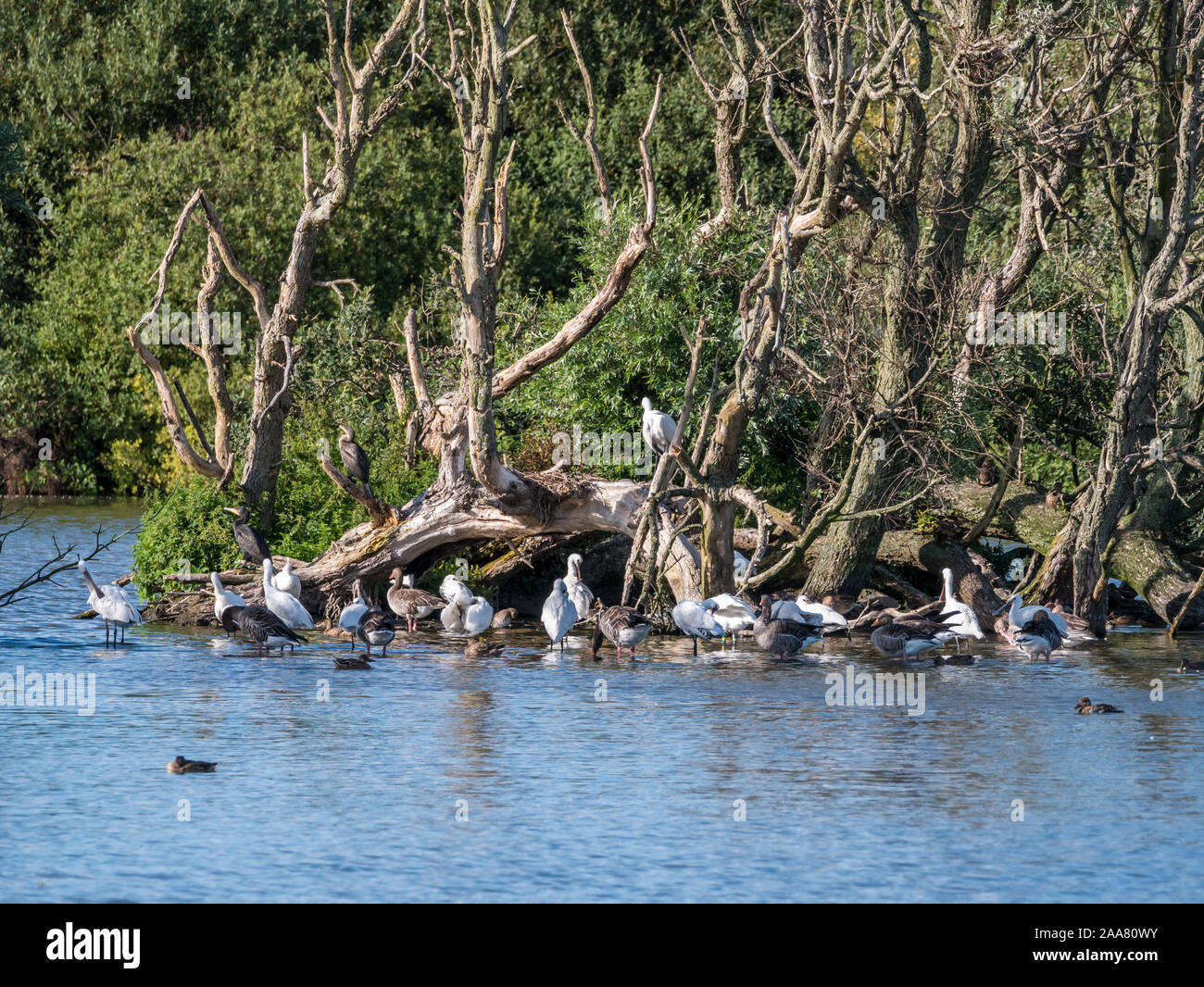 Spoonbills, geese and ducks in Westerplas lake on Frisian island ...