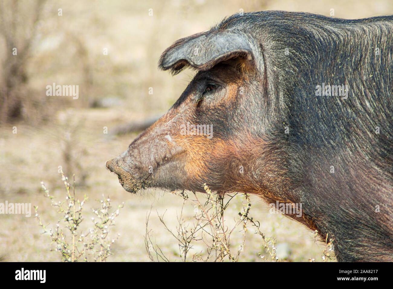 Piggy ears hi-res stock photography and images - Alamy