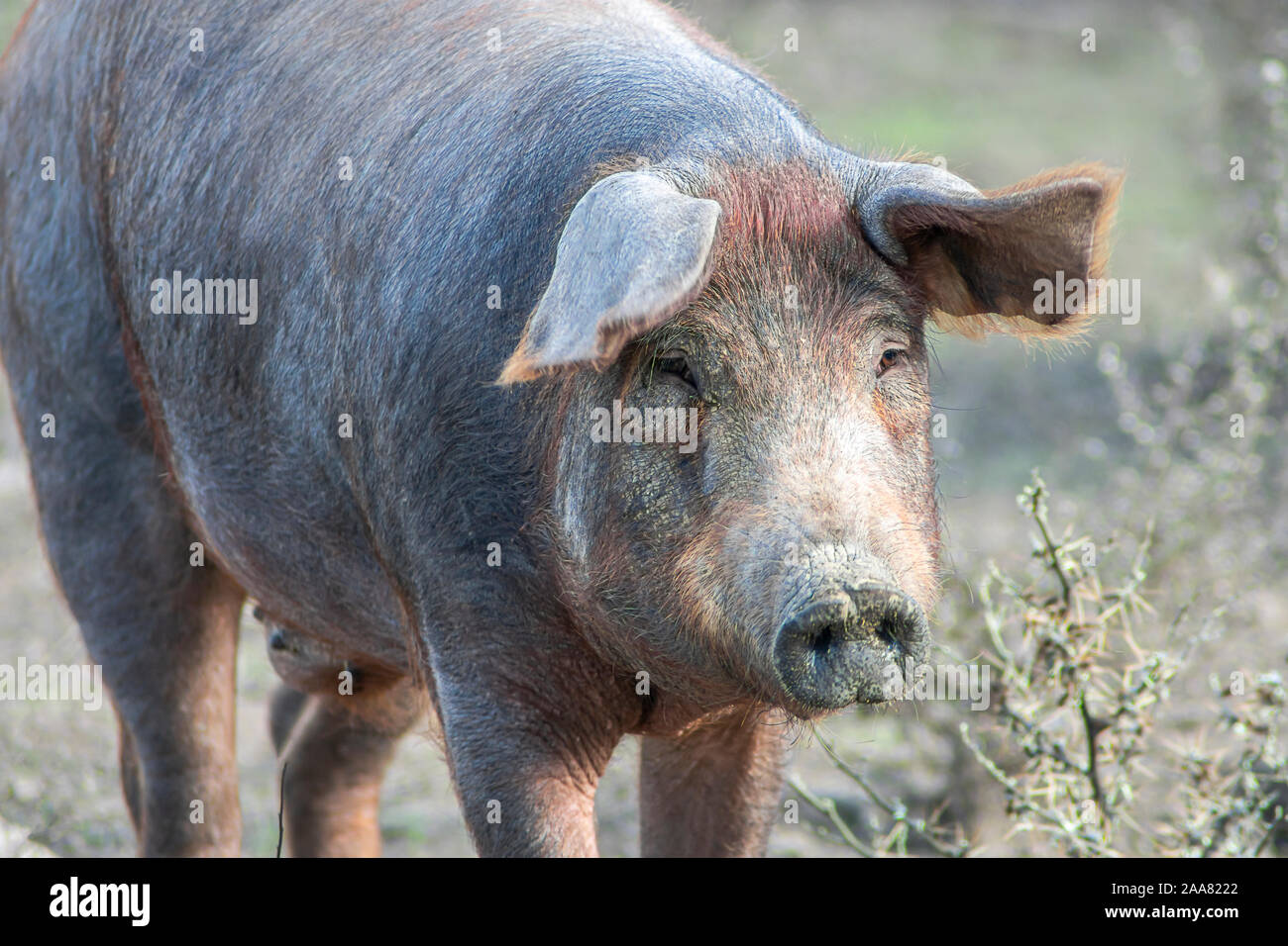 Piggy ears hi-res stock photography and images - Alamy