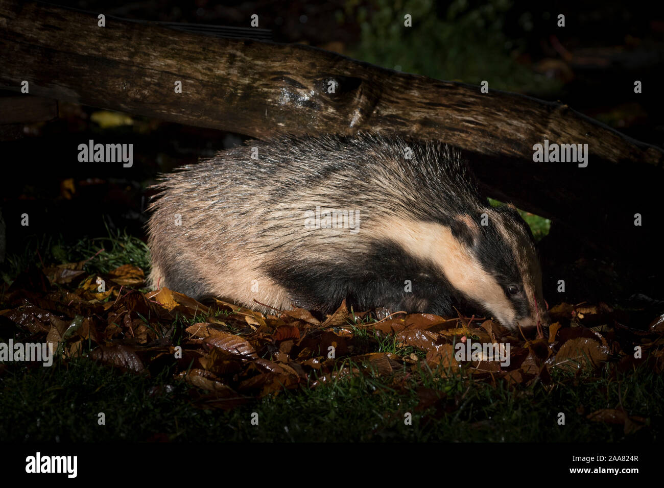 Wet Badger High Resolution Stock Photography and Images - Alamy