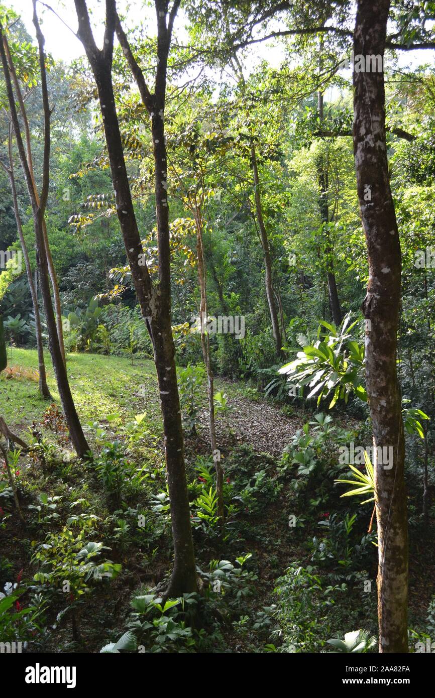 Trees in jungle Costa Rica Stock Photo - Alamy