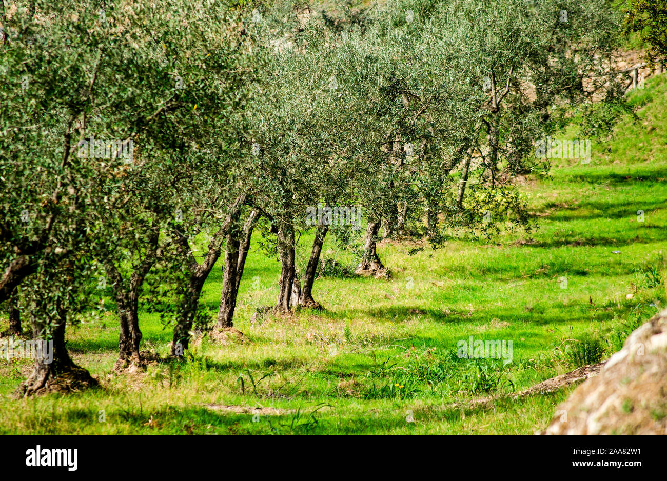 Beautiful regular olive groves trees in typical Tuscany hillside ...