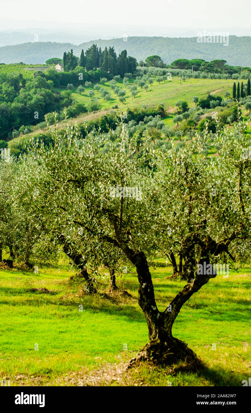Typical generic tuscan landscape view with beautiful olive trees ...